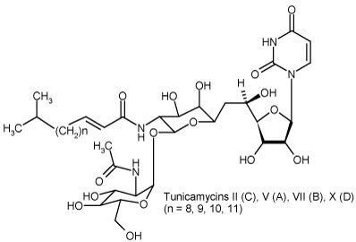 Tunicamycin | CAS 11089-65-9 | SCBT - Santa Cruz Biotechnology