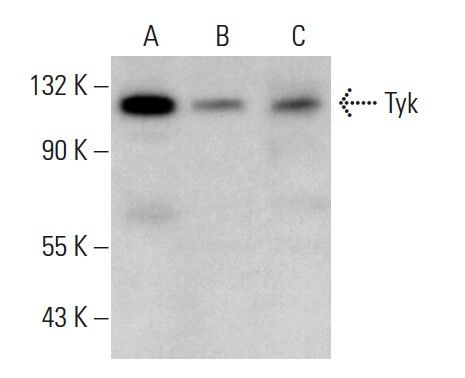Tyk 2抗体 (C-8) | SCBT - Santa Cruz Biotechnology