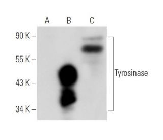 Tyrosinase Antibody (T311) - Western Blotting - Image 30122