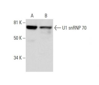 U1 snRNP 70 Antibody (C-3) - Western Blotting - Image 291019