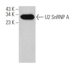 U2 SnRNP A Antibody (B-3) - Western Blotting - Image 366155