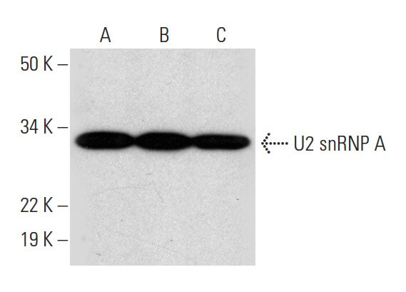 U2 snRNP A Antibody (E-12) | SCBT - Santa Cruz Biotechnology