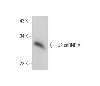 Anti-U2 snRNP A Antibody (G-2) | SCBT - Santa Cruz Biotechnology