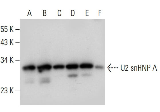 Anti-U2 snRNP A Antibody (G-2) | SCBT - Santa Cruz Biotechnology