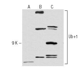 Ub+1 Antibody (40B3) | SCBT - Santa Cruz Biotechnology