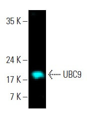 UBC9 Antibody (C-12) | SCBT - Santa Cruz Biotechnology