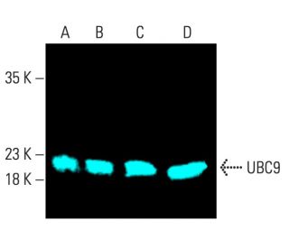 UBC9 Antibody (C-12) - Western Blotting - Image 401970