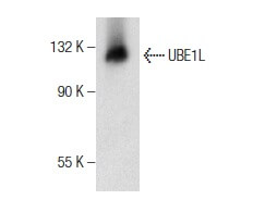 Anti-UBE1L Antibody (E-10) | SCBT - Santa Cruz Biotechnology