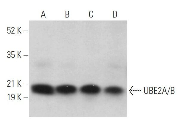 UBE2A/B Antibody (G-9) | SCBT - Santa Cruz Biotechnology