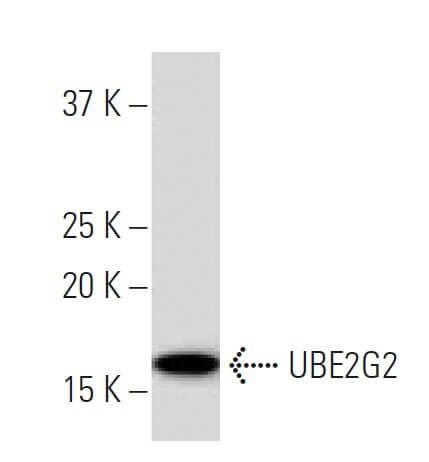 UBE2G2抗体 (2E6) | SCBT - Santa Cruz Biotechnology