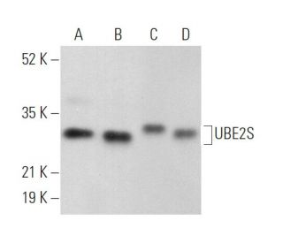 UBE2S Antibody (C-1) - Western Blotting - Image 372930