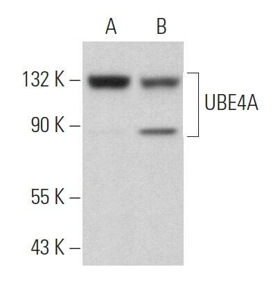 Anti-UBE4A Antibody (B-6) | SCBT - Santa Cruz Biotechnology