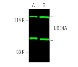 Anti-UBE4A Antibody (B-6) | SCBT - Santa Cruz Biotechnology
