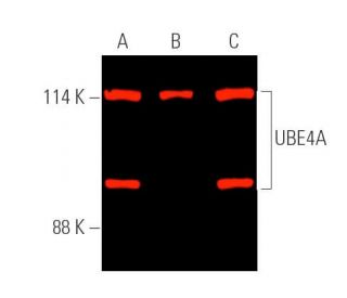 Anti-UBE4A Antibody (B-6) | SCBT - Santa Cruz Biotechnology