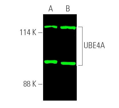 Anti-UBE4A Antibody (B-6) | SCBT - Santa Cruz Biotechnology