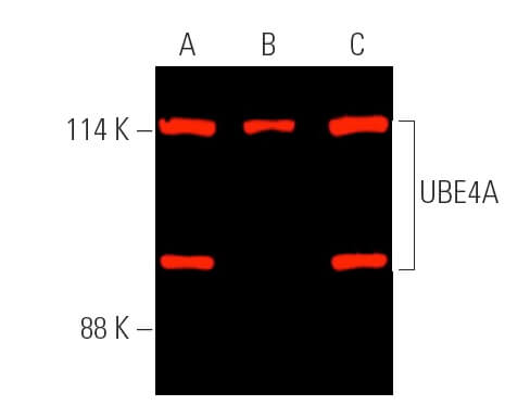 Anti-UBE4A Antibody (B-6) | SCBT - Santa Cruz Biotechnology