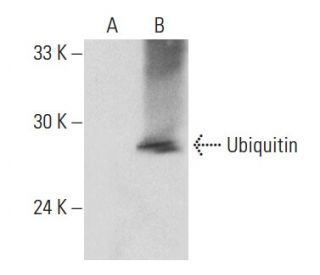 Ubiquitin Antibody (P4D1) - Western Blotting - Image 3893