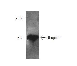Ubiquitin Antibody (P4D1) - Western Blotting - Image 400678