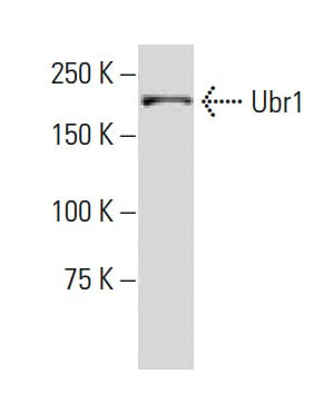 Ubr1 Antibody (24-Z) | SCBT - Santa Cruz Biotechnology
