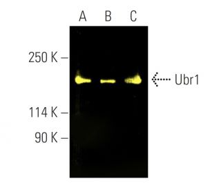 Ubr1 Antibody (A-5) - Western Blotting - Image 401282