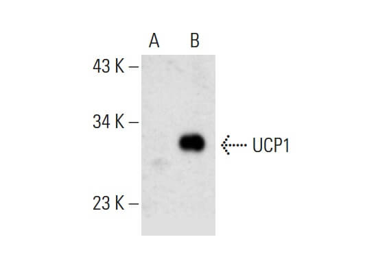 Anti-UCP1 Antibody (A-6) | SCBT - Santa Cruz Biotechnology