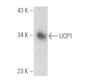 UCP1 Antibody (A-6) - Western Blotting - Image 389872