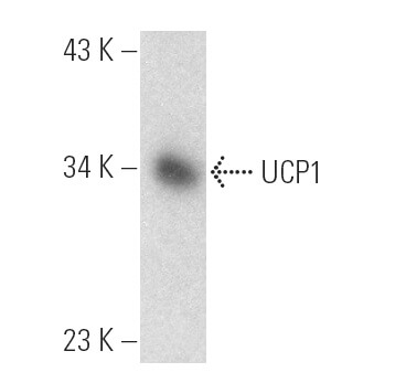 Anti-UCP1 Antibody (A-6) | SCBT - Santa Cruz Biotechnology