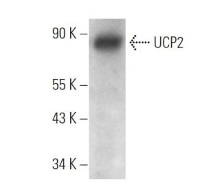 UCP2 Antibody (G-6) - Western Blotting - Image 360824