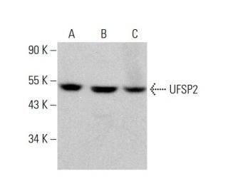 UFSP2 Antibody (C-7) | SCBT - Santa Cruz Biotechnology