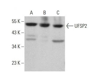 UFSP2 Antibody (C-7) | SCBT - Santa Cruz Biotechnology