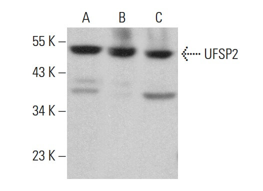 UFSP2 Antibody (C-7) | SCBT - Santa Cruz Biotechnology