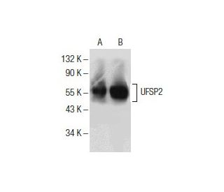 UFSP2 Antibody (G-11) | SCBT - Santa Cruz Biotechnology