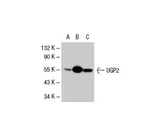 Anti-UGP2 Antibody (34-B) | SCBT - Santa Cruz Biotechnology