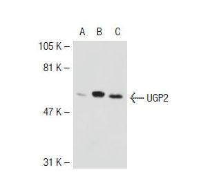 Anti-UGP2 Antibody (34-B) | SCBT - Santa Cruz Biotechnology