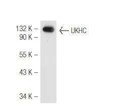 UKHC Antibody (F-5) | SCBT - Santa Cruz Biotechnology