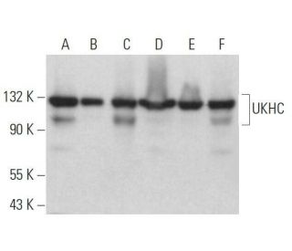 UKHC Antibody (F-5) | SCBT - Santa Cruz Biotechnology
