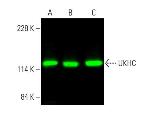 UKHC Antibody (F-5) | SCBT - Santa Cruz Biotechnology