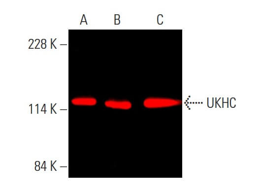 UKHC Antibody (F-5) | SCBT - Santa Cruz Biotechnology