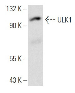 Anti-ULK1 Antibody (F-4) | SCBT - Santa Cruz Biotechnology