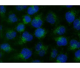 RBCK1 (E-2): sc-365523. Immunofluorescence staining of methanol-fixed ...