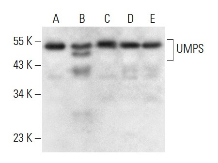 Anti-UMPS Antibody (A-9) | SCBT - Santa Cruz Biotechnology