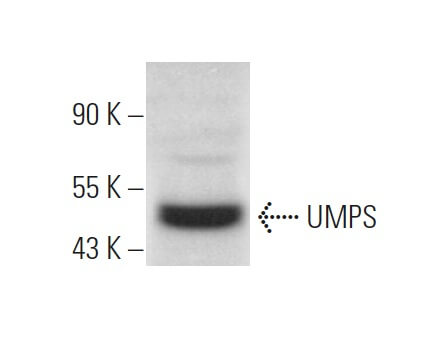 Anti-UMPS Antibody (A-9) | SCBT - Santa Cruz Biotechnology