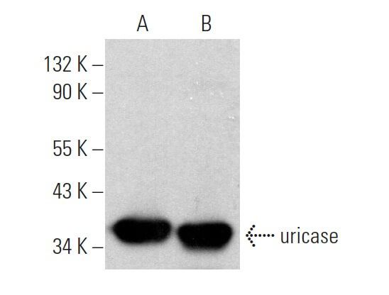 uricase Antibody (C-11) | SCBT - Santa Cruz Biotechnology