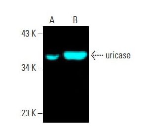 Anti-uricase Antibody (C-11) | SCBT - Santa Cruz Biotechnology