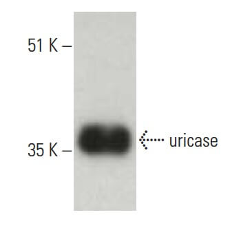 Anti-uricase Antibody (C-11) | SCBT - Santa Cruz Biotechnology