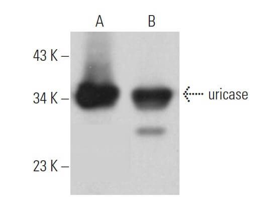 uricase抗体 (F-7) | SCBT - Santa Cruz Biotechnology
