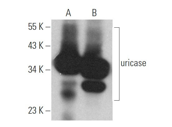 uricase Antibody (F-7) | SCBT - Santa Cruz Biotechnology