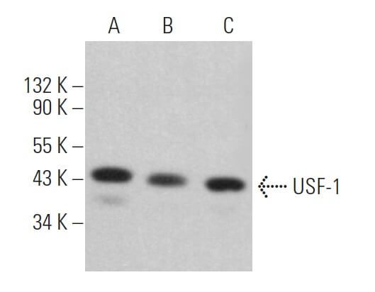 USF-1 Antibody (G-2) | SCBT - Santa Cruz Biotechnology