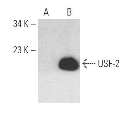 USF-2 Antibody (C-20) | SCBT - Santa Cruz Biotechnology