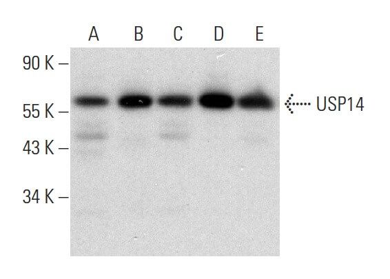 USP14 Antibody (A-1) | SCBT - Santa Cruz Biotechnology